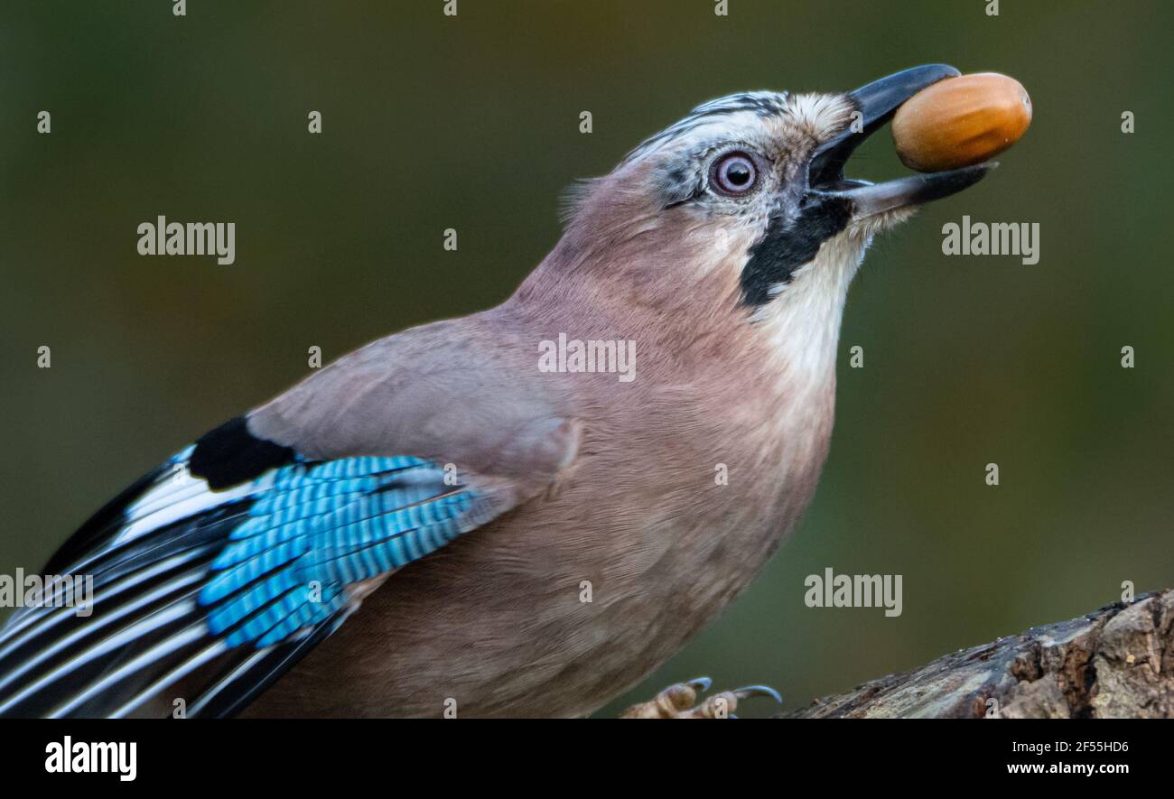 A Jay with an Acorn Stock Photo - Alamy