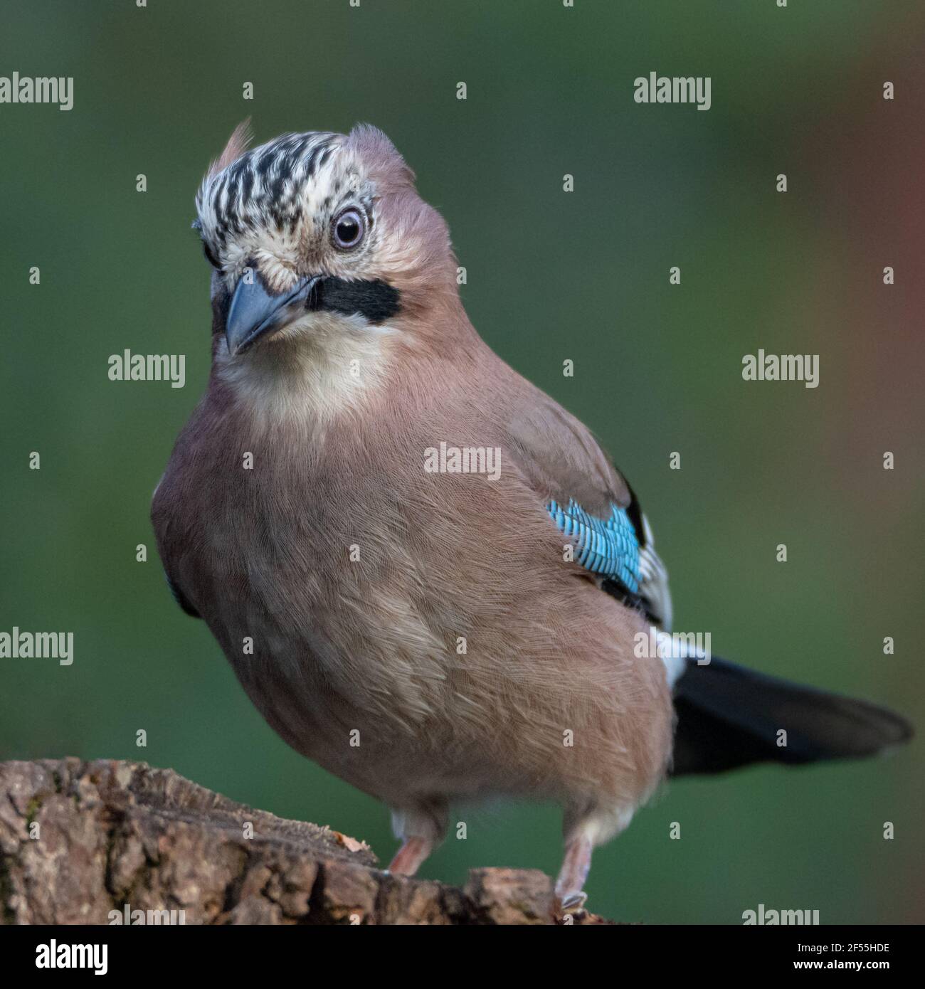 A Jay on an old tree stump Stock Photo - Alamy