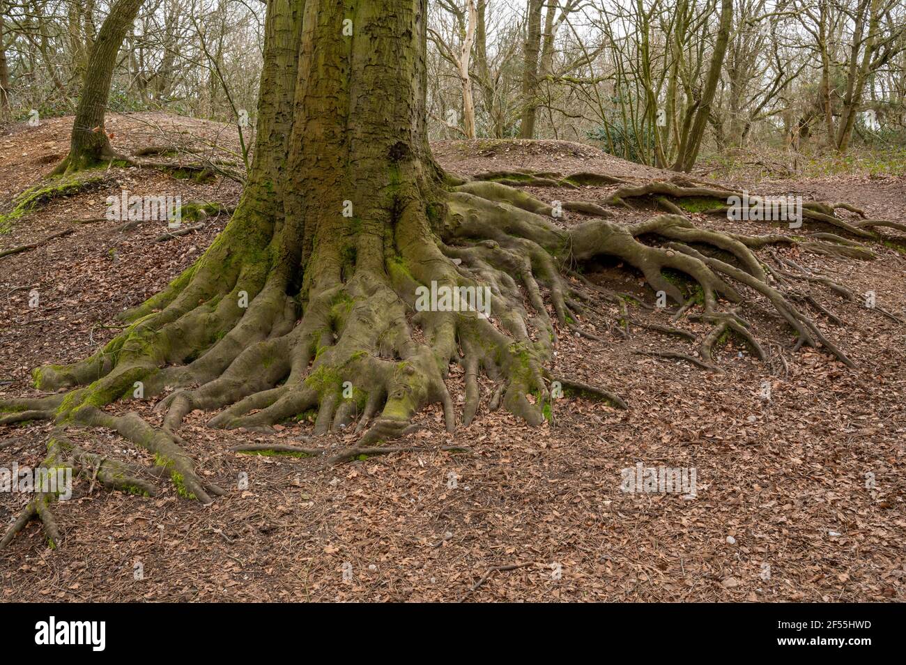 Oak Tree Roots Above Ground
