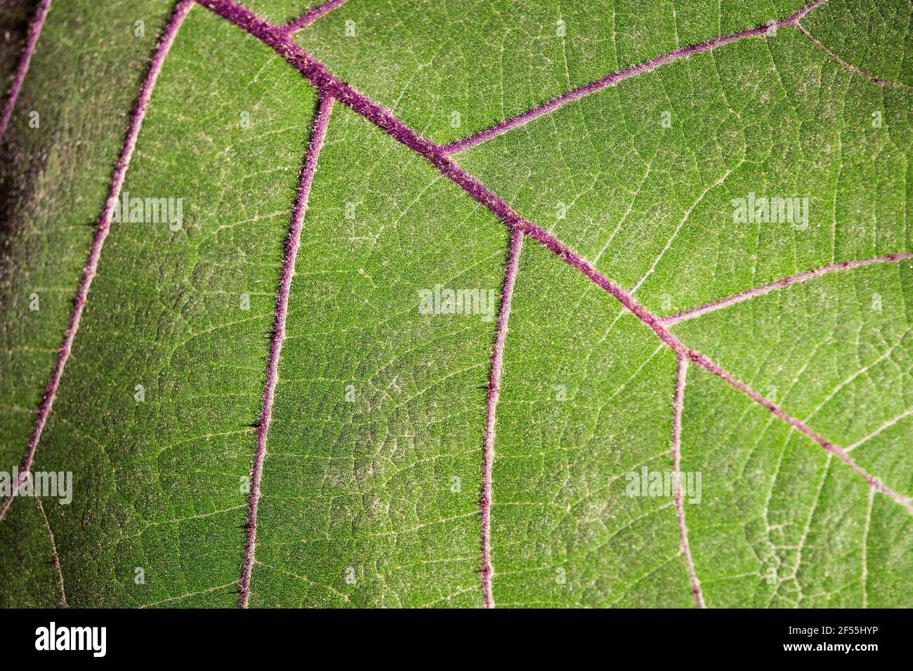 Solanum quitoense - Leaf of the lulo fruit plant Stock Photo - Alamy