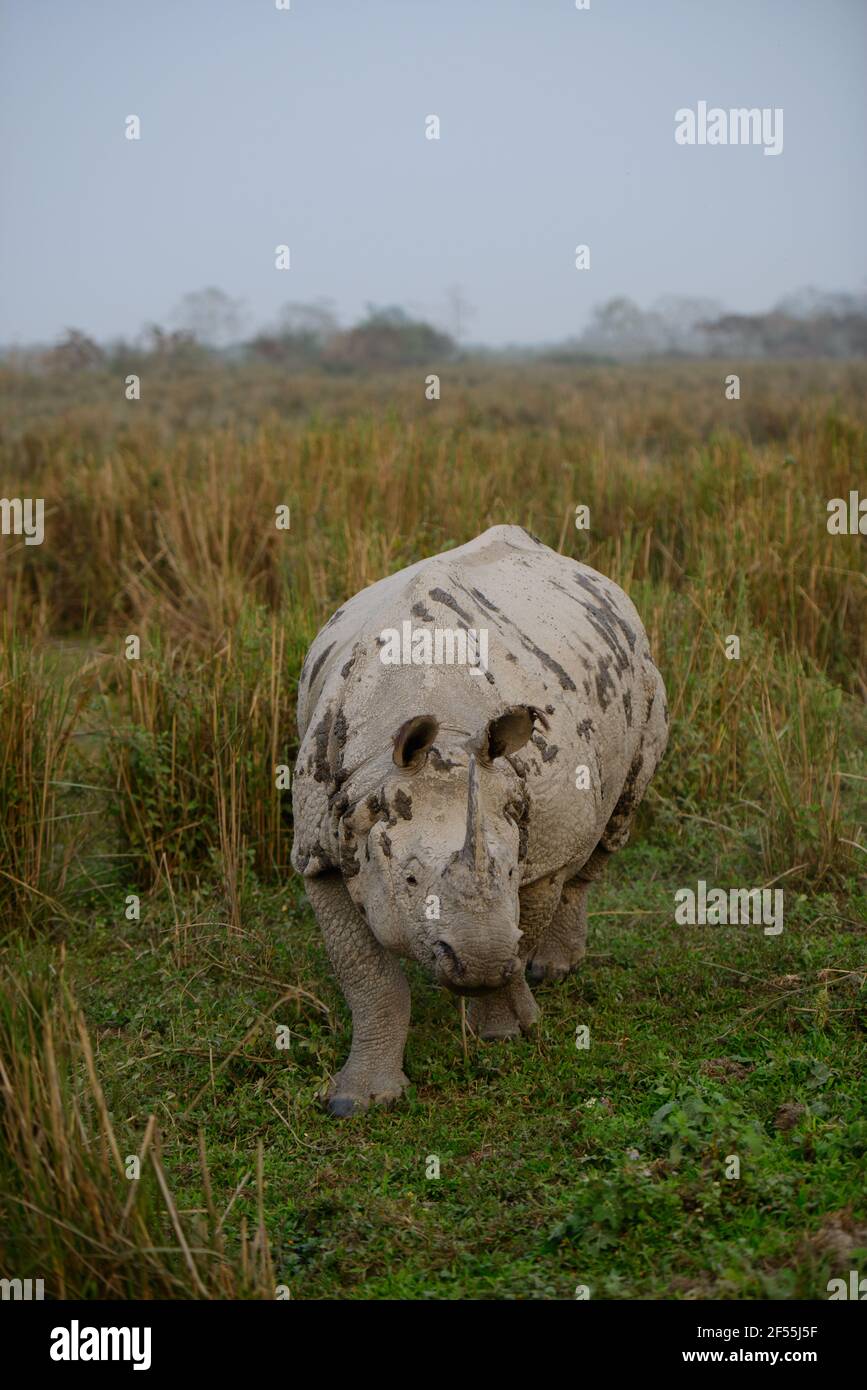 Great Indian Rhino at Kaziranga National park, Assam Stock Photo - Alamy