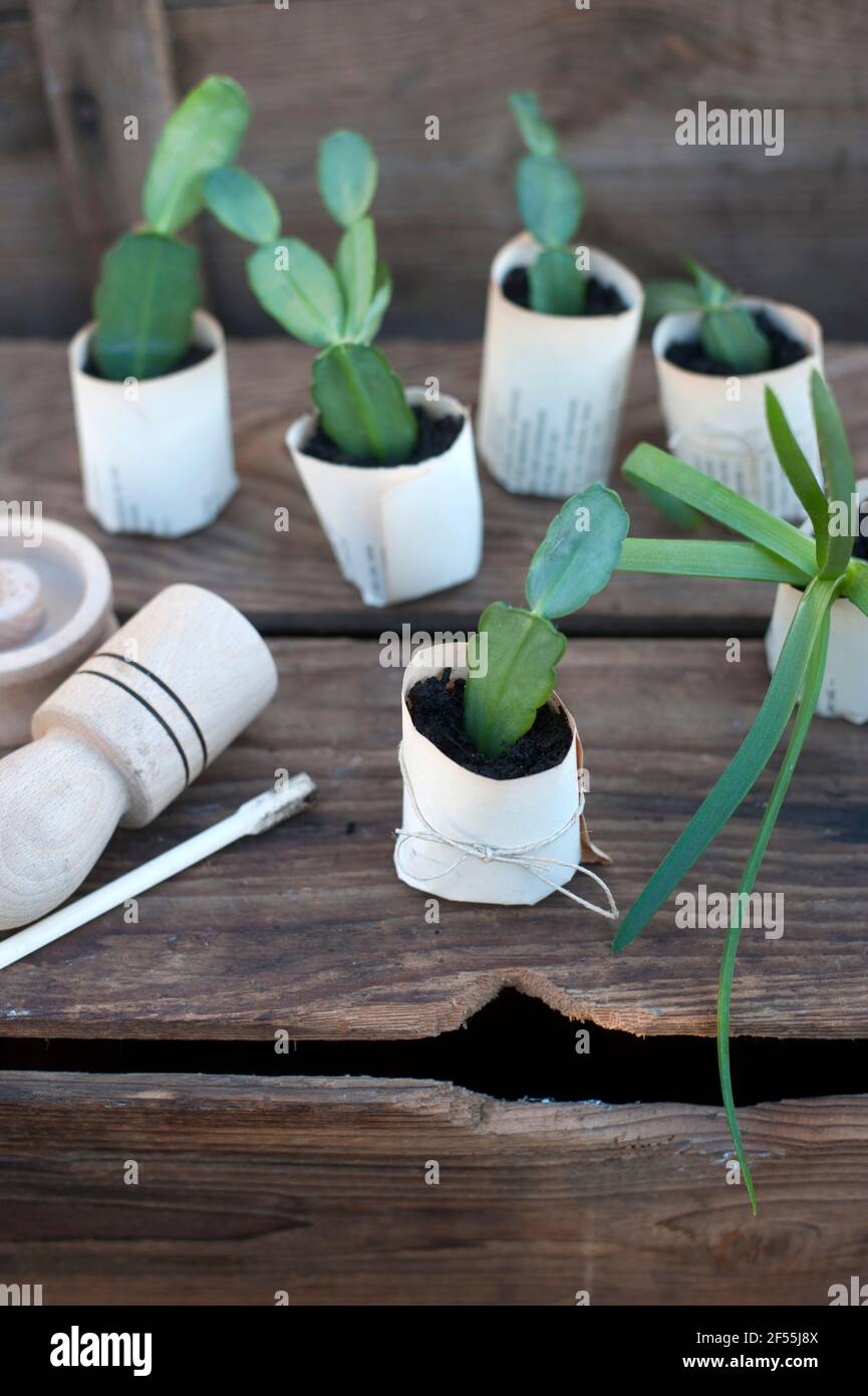 Box plant pot hi-res stock photography and images - Alamy
