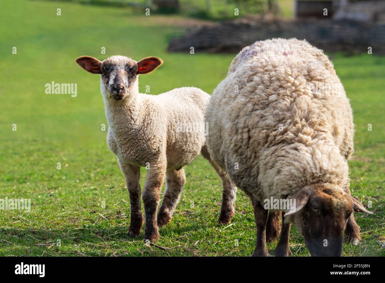 Close-up portrait of a little white and brown lamb with its ewe on a ...