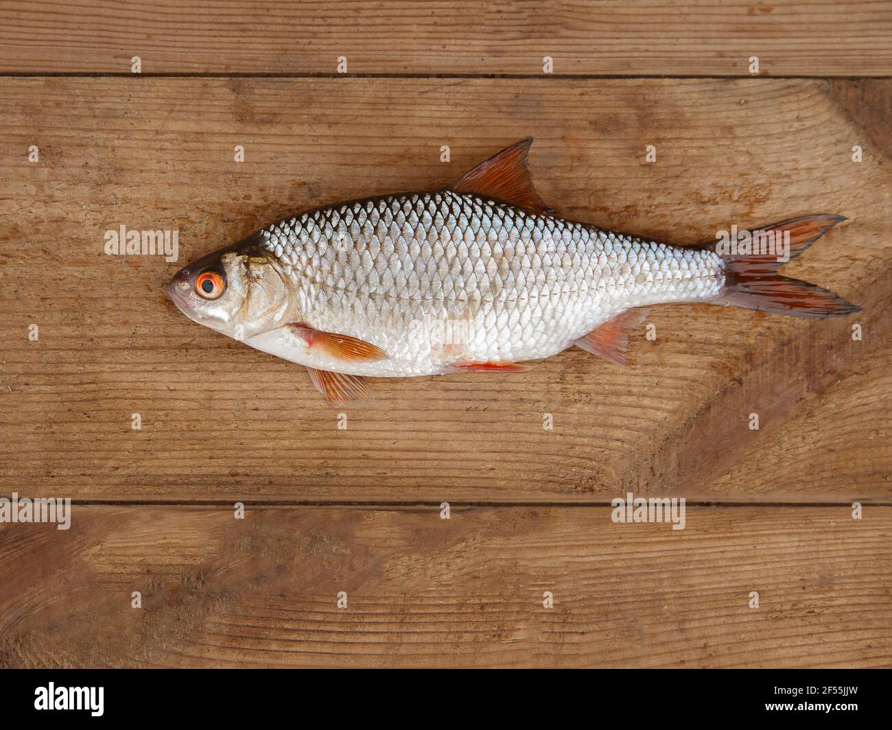 Fish with red and black fins, red eyes, silver scales lying on brown ...