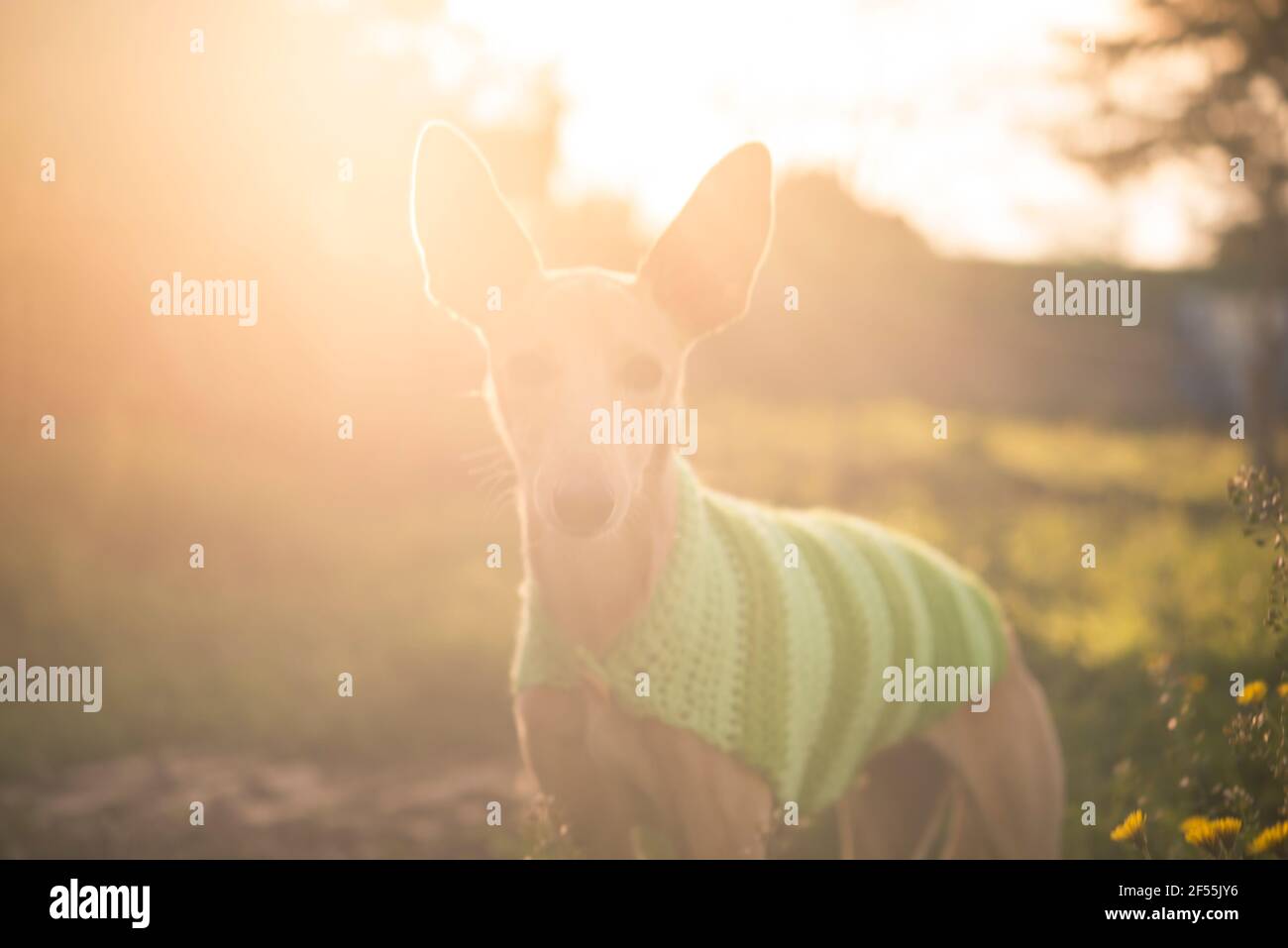 Cold greyhound hi-res stock photography and images - Alamy