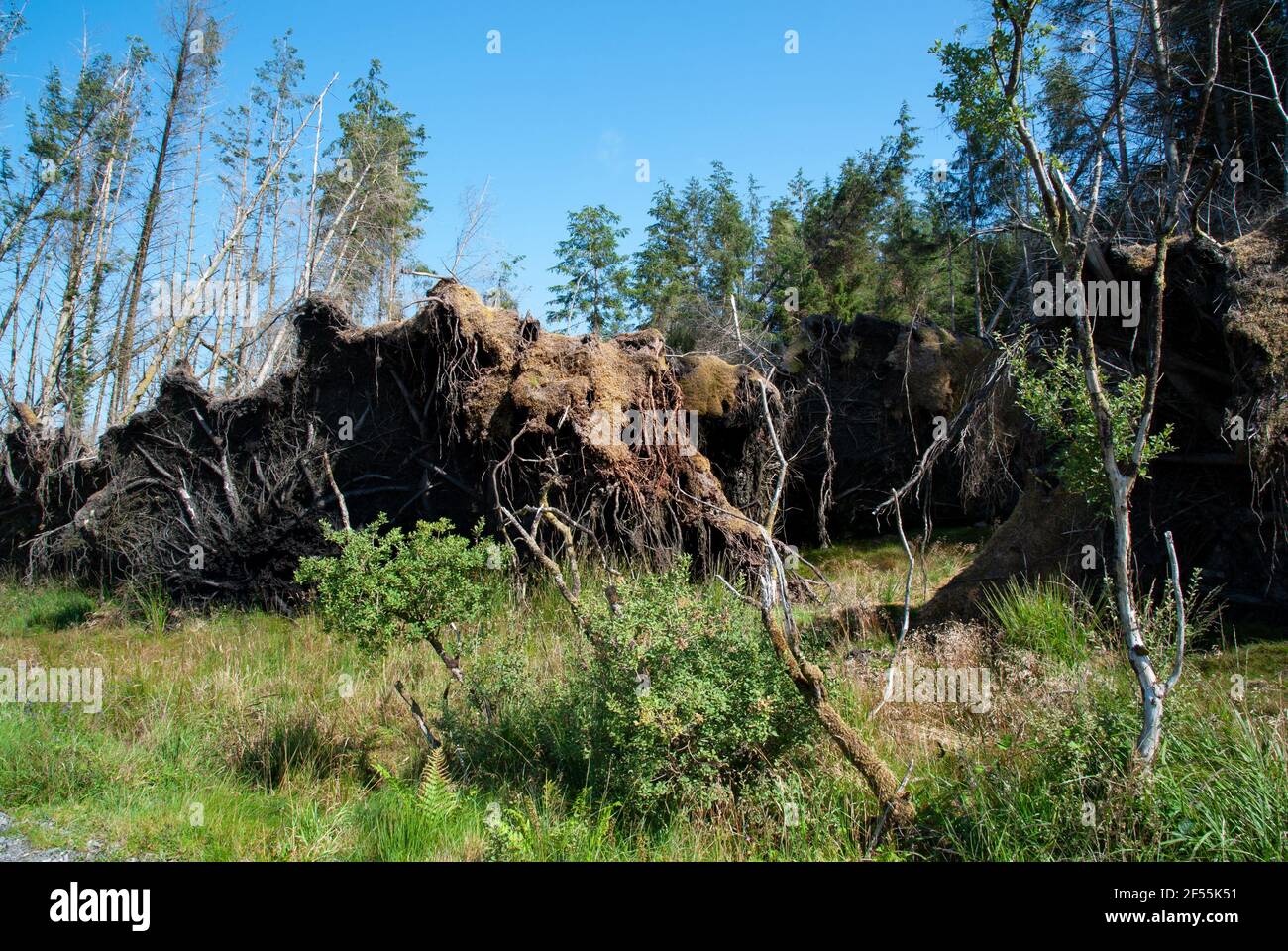 Giant tree falls with roots in the forest after big wind Stock Photo ...