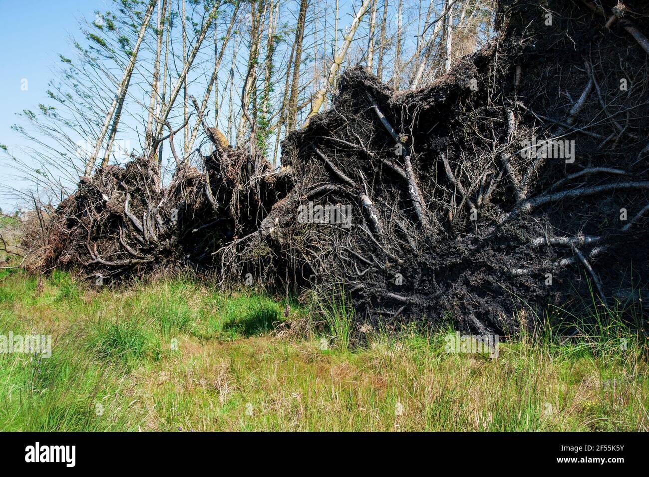 Giant tree falls with roots in the forest after big wind Stock Photo ...