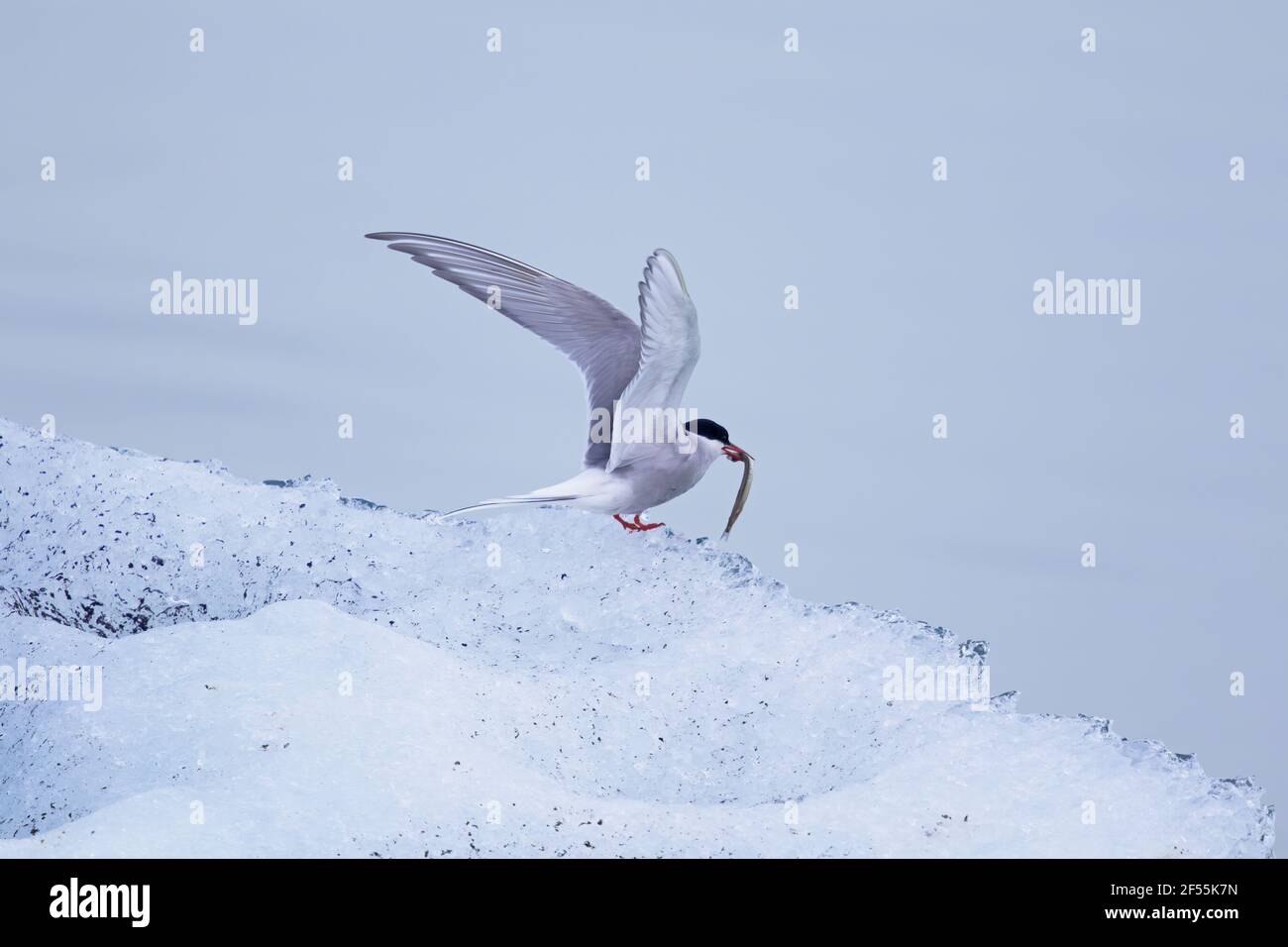 Terns fish hi-res stock photography and images - Alamy