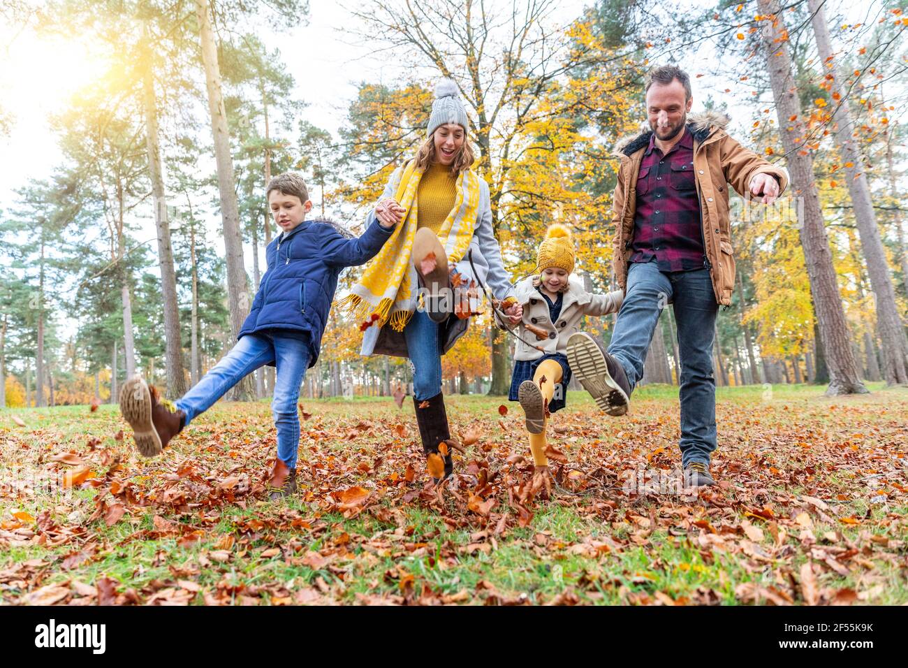 Leaf family hi-res stock photography and images - Alamy