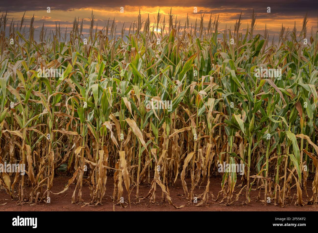 Corn plantation field, food for animals and humans Stock Photo - Alamy