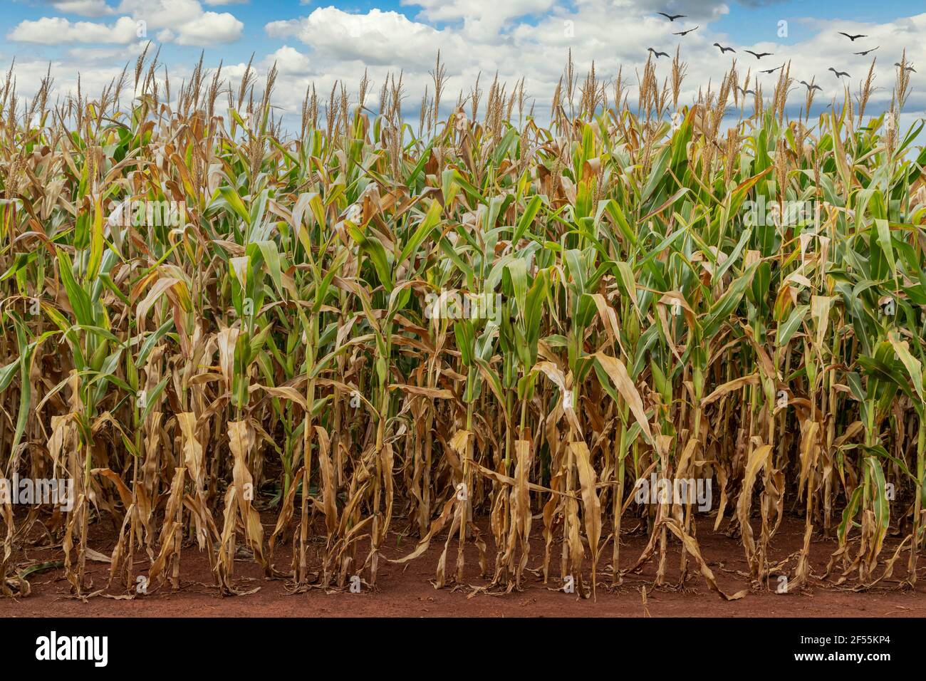 Corn plantation field, food for animals and humans Stock Photo - Alamy