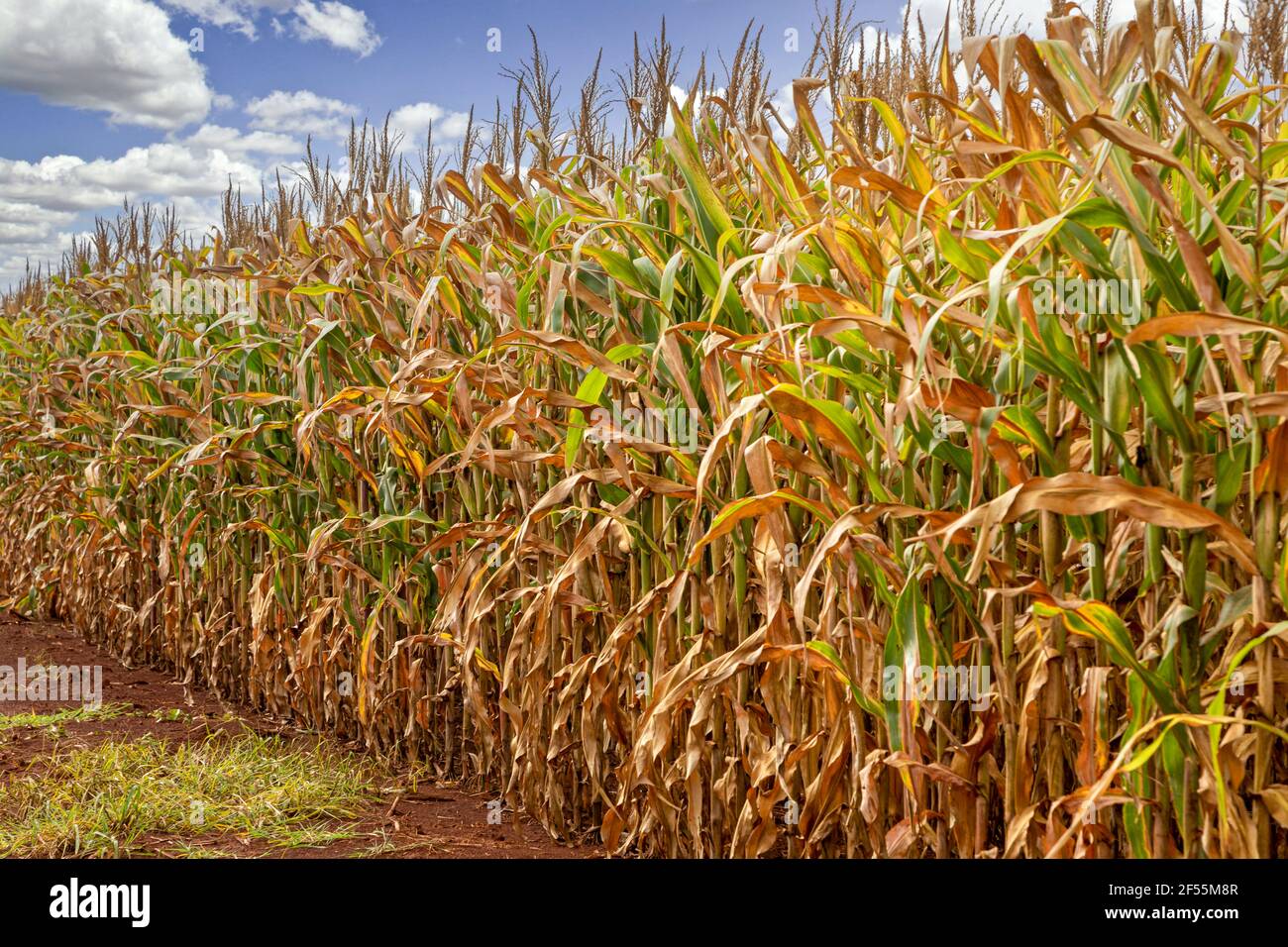 Corn plantation field, food for animals and humans Stock Photo - Alamy