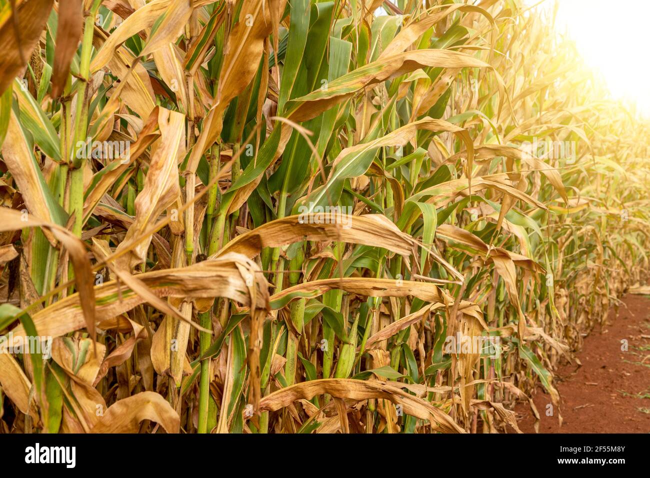 Corn plantation field, food for animals and humans Stock Photo - Alamy