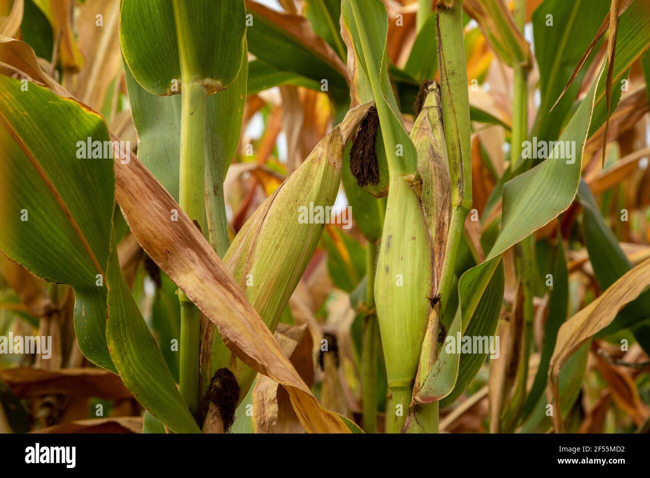 Beautiful fields corn farmers hi-res stock photography and images - Alamy