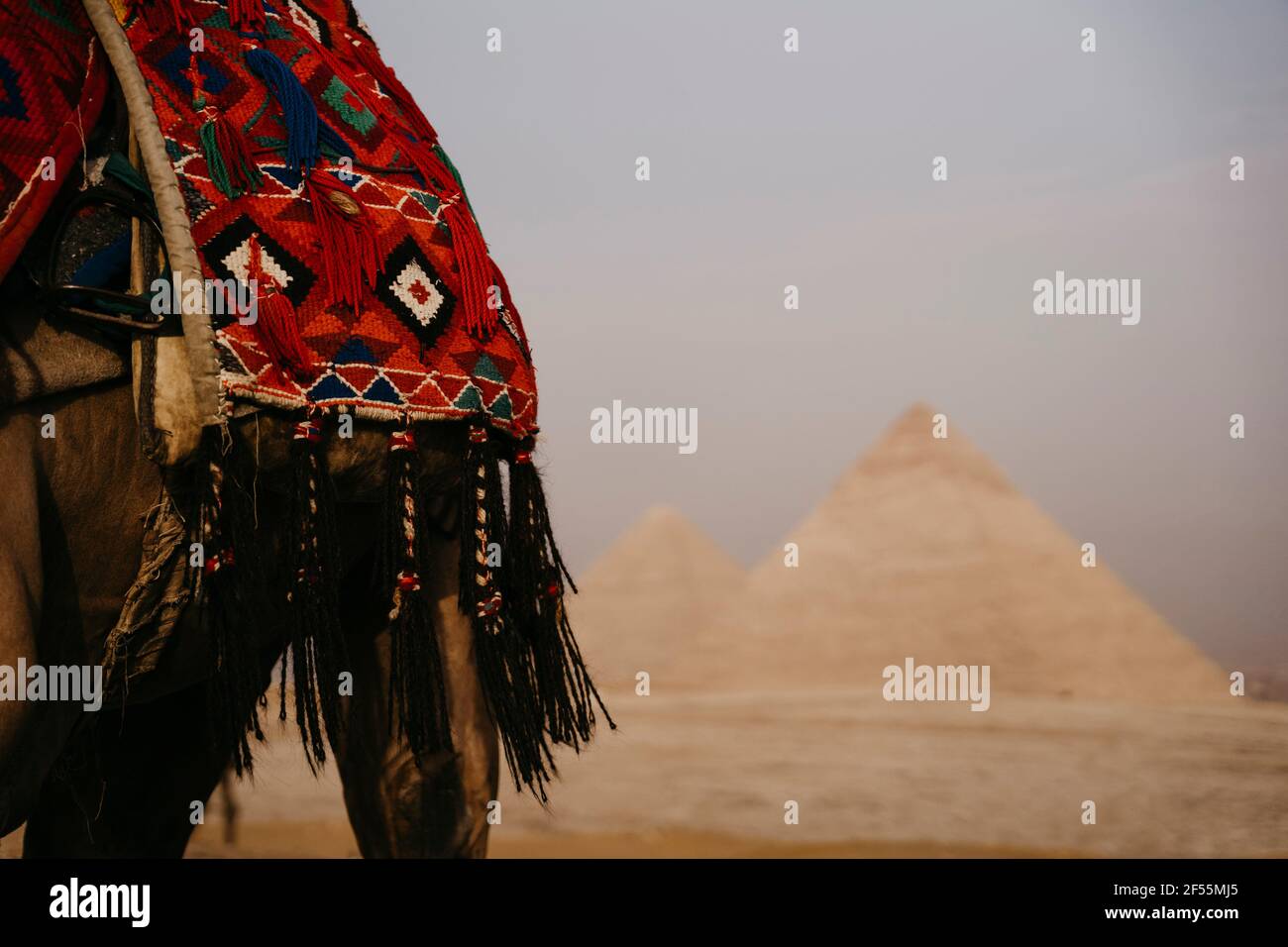 Egypt, Cairo, Saddle of camel standing against Giza Pyramids Stock ...