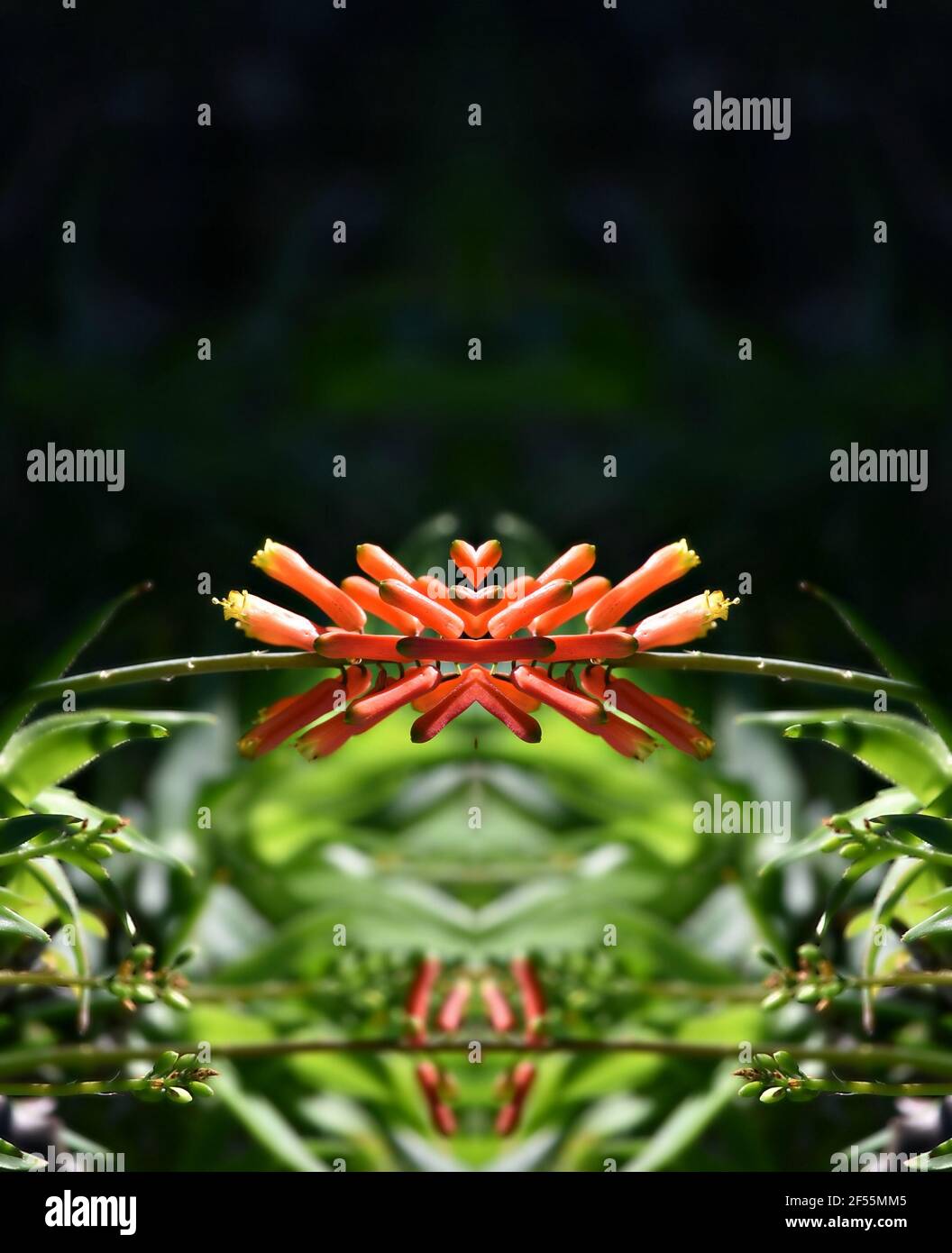 Aloe Plicatilis vermillion tubular flowers on a natural green ...