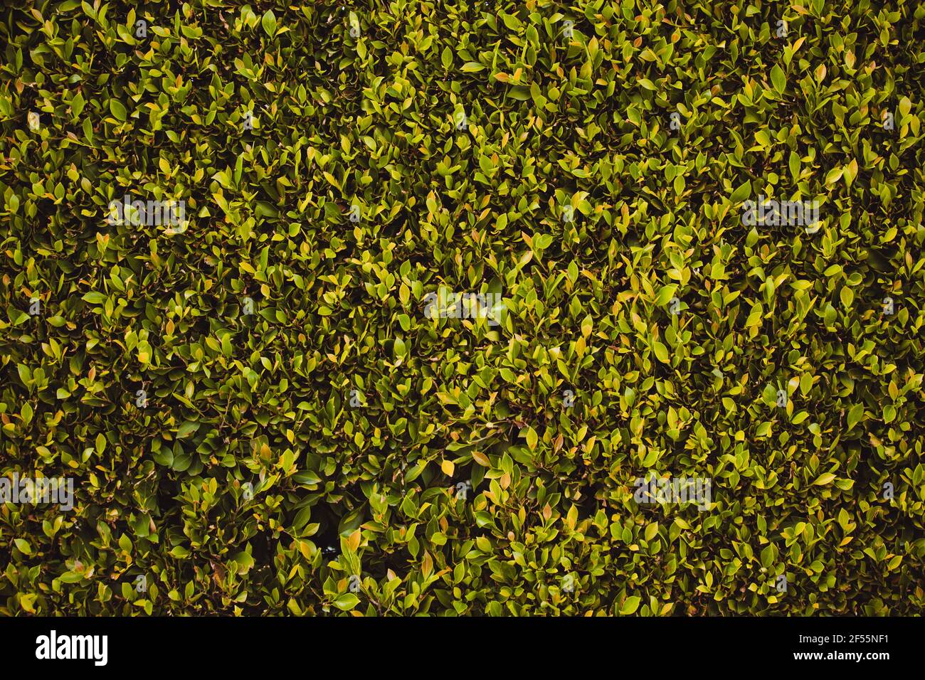 Green trees fence - natural green bush background Stock Photo - Alamy