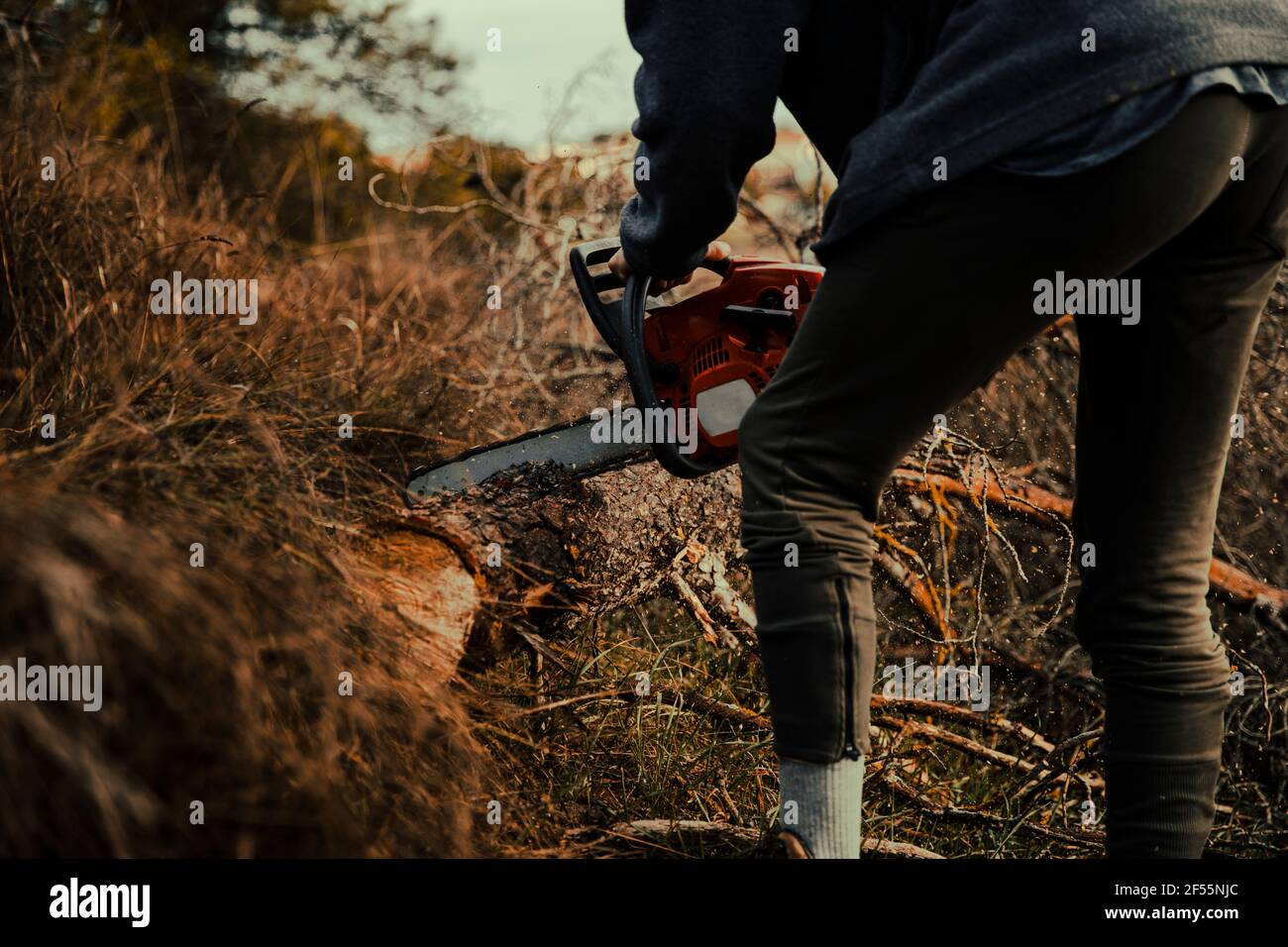 Sawing the forest hi-res stock photography and images - Alamy