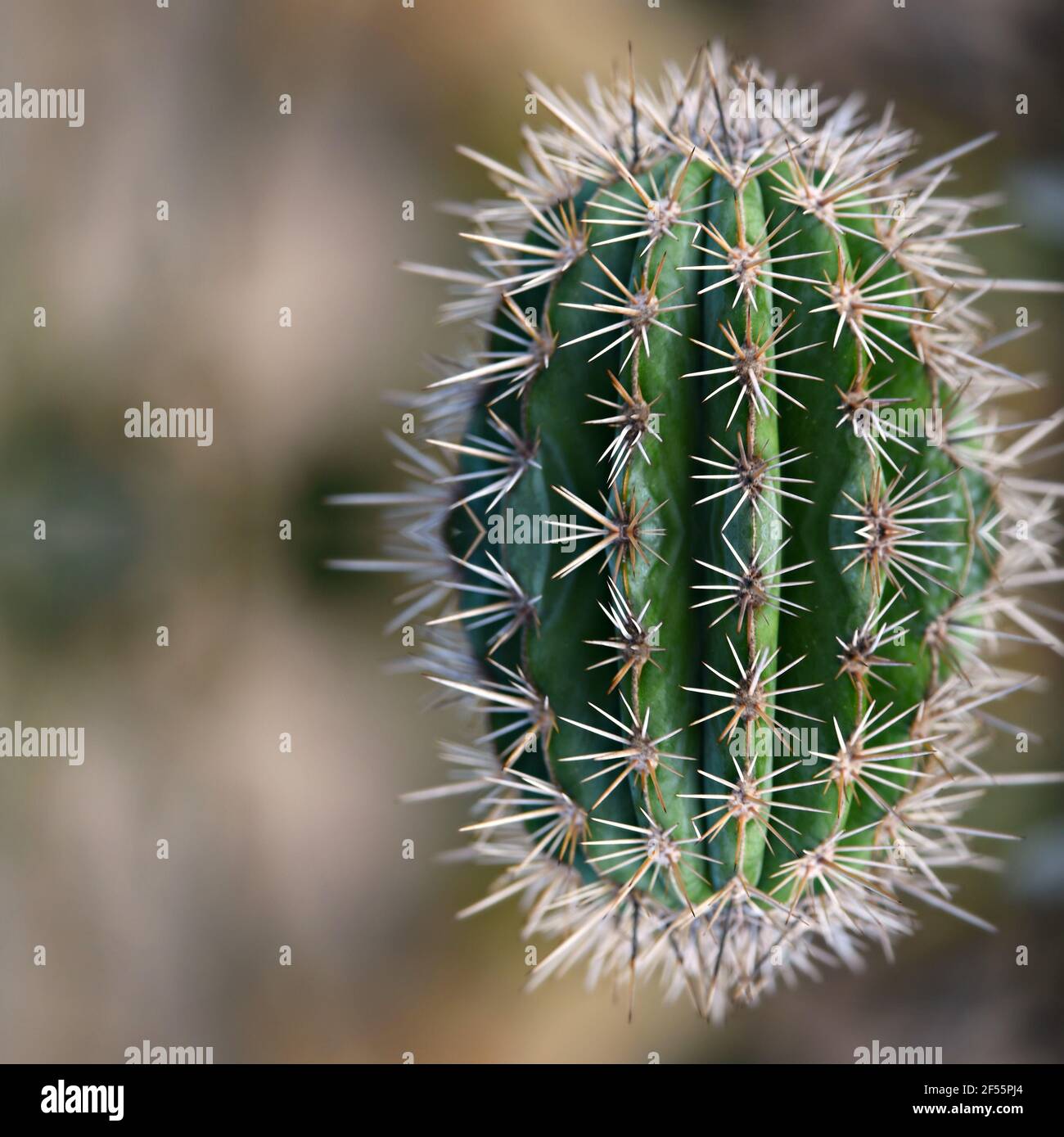 Echinopsis spachiana, a green oval cactus with straight grey spines on ...