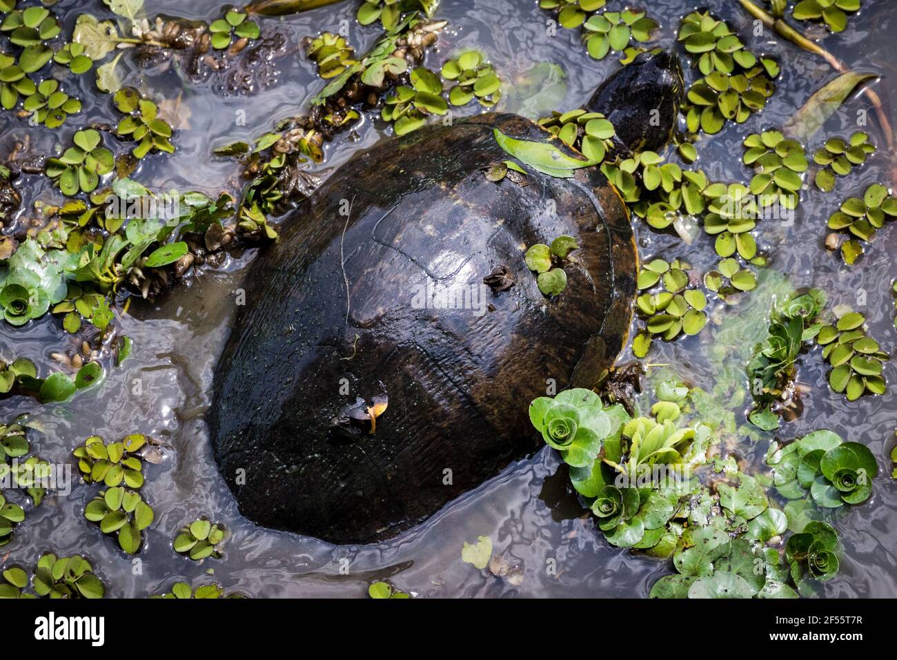 Turtle in the rainforest, Panama Stock Photo - Alamy