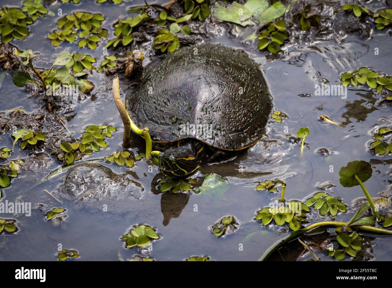 Turtle in rainforest panama hi-res stock photography and images - Alamy