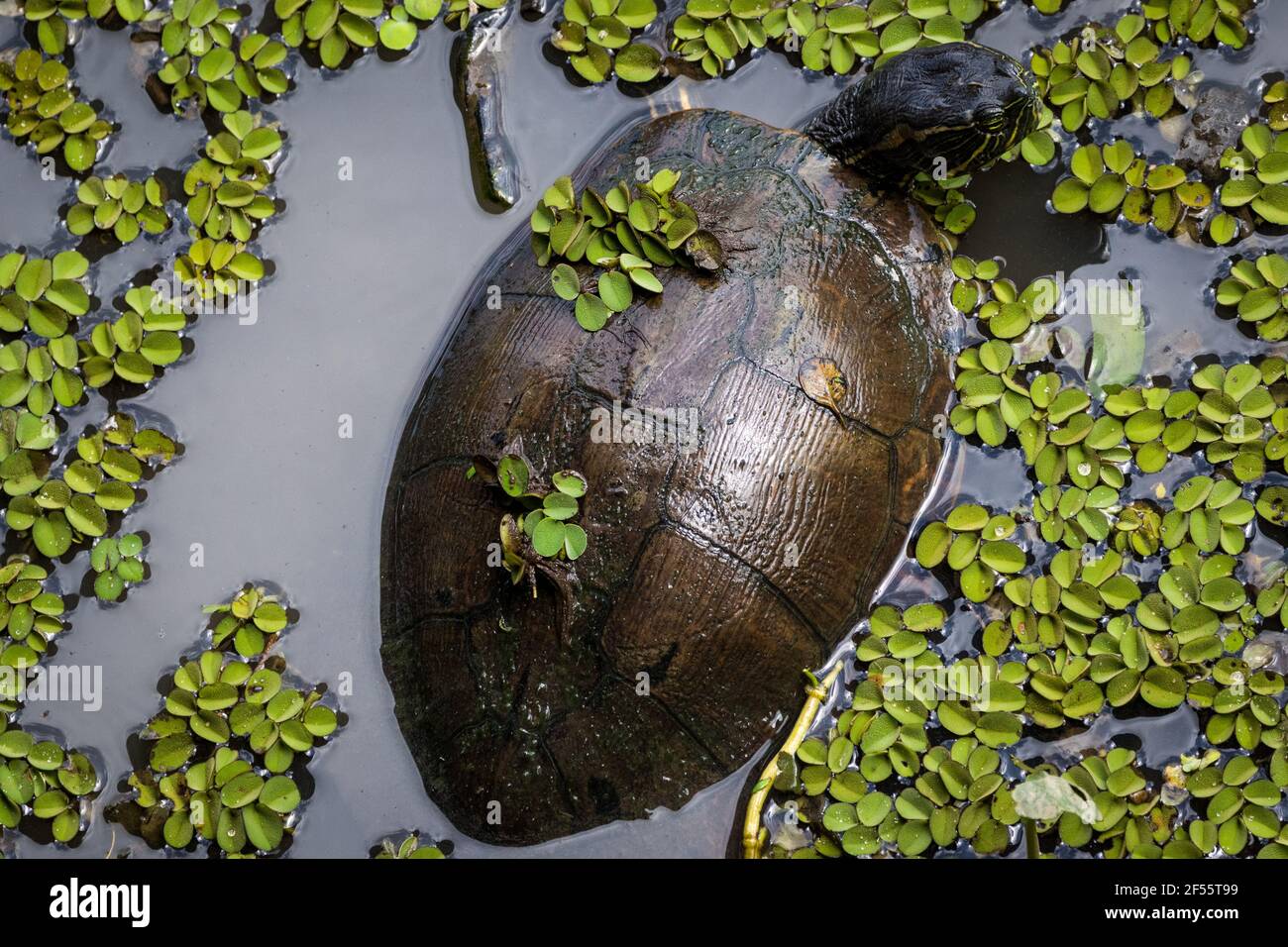 Turtle in rainforest panama hi-res stock photography and images - Alamy