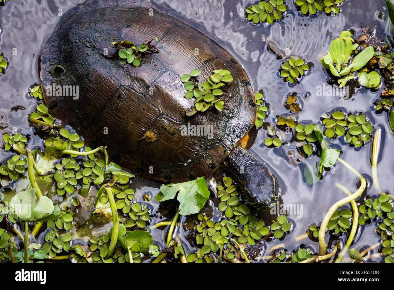 Turtle in rainforest panama hi-res stock photography and images - Alamy