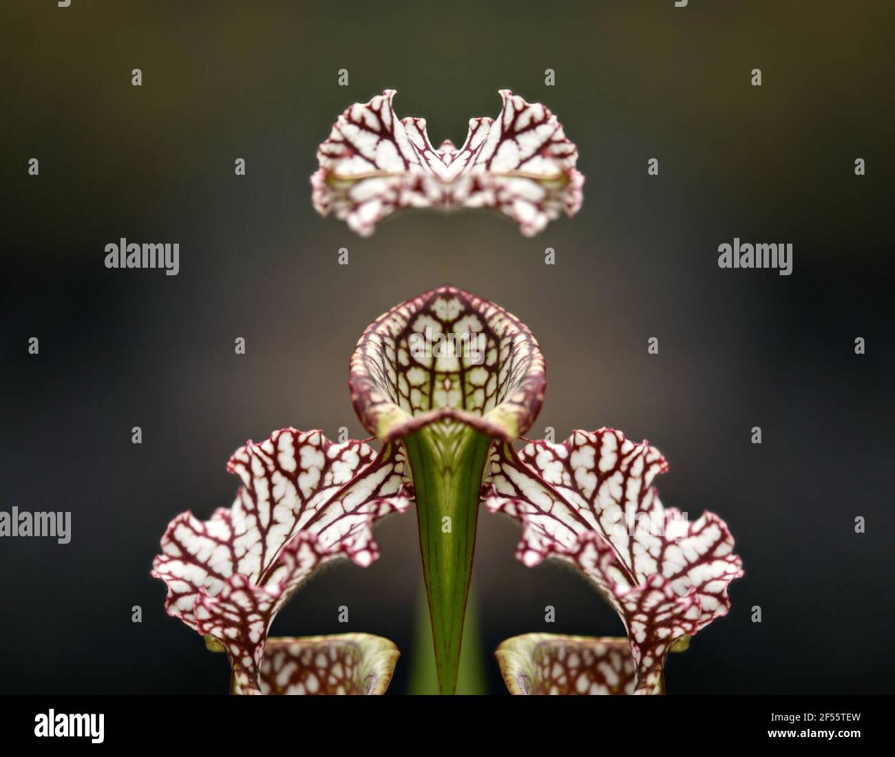 Flypaper like hi-res stock photography and images - Alamy