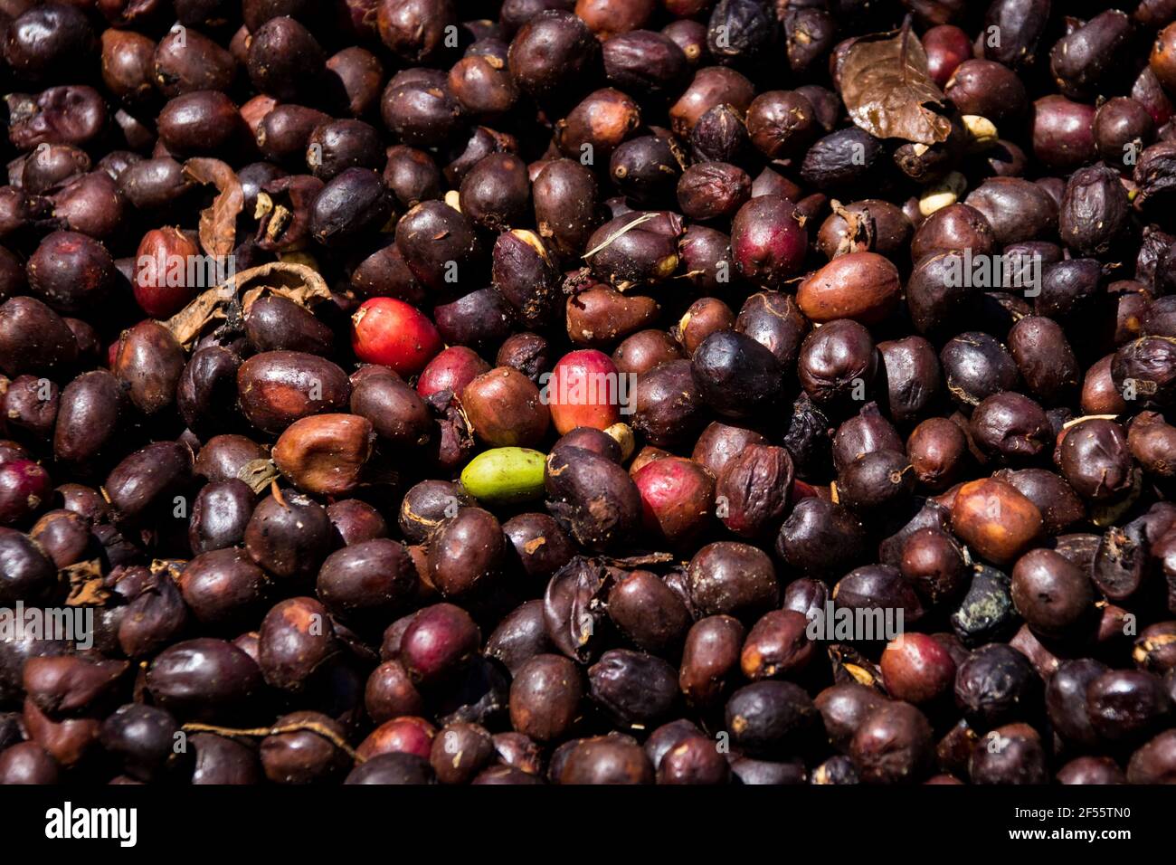 Coffee ripening in the sun Stock Photo - Alamy
