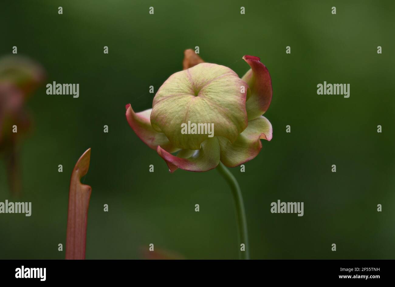 Sarracenia purpurea (Northern pitcher plant) a tropical carnivorous ...