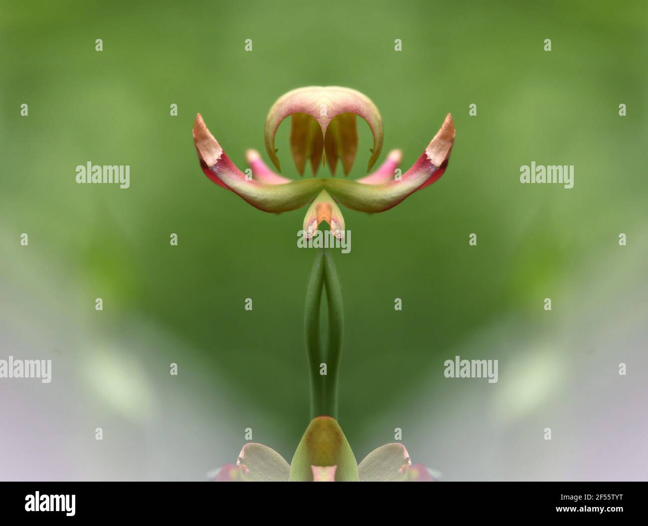 Sarracenia purpurea (Northern pitcher plant) a tropical carnivorous ...