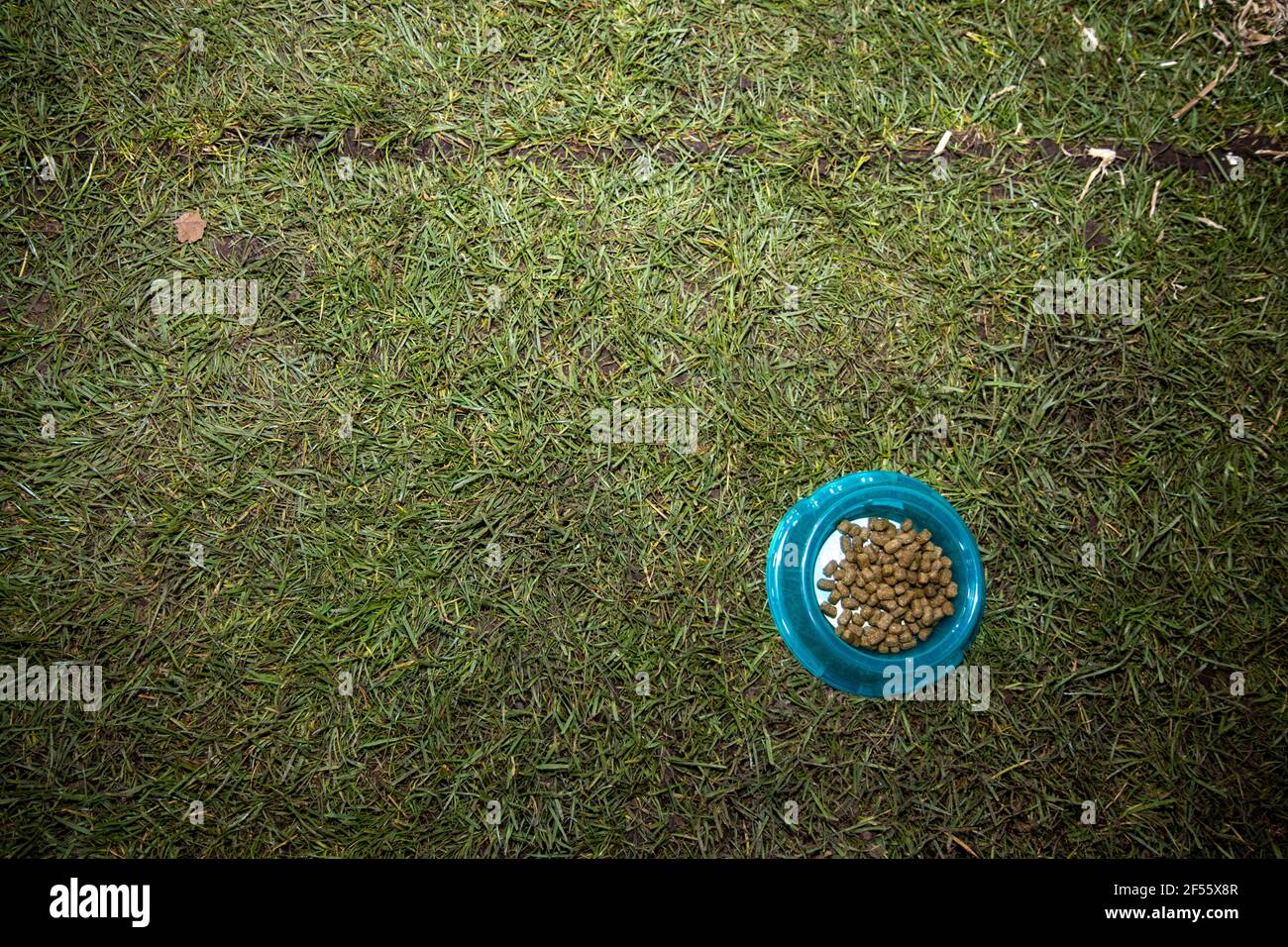 A bunny rabbits feeding bowl on a grass background Stock Photo - Alamy