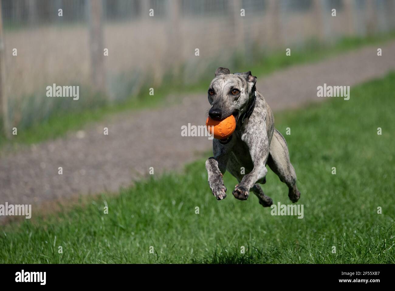 Running whippet hi-res stock photography and images - Alamy