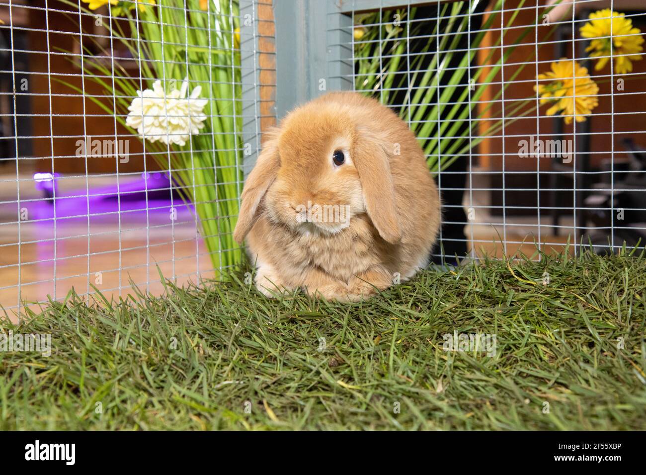 Super Cute Bunny Rabbit