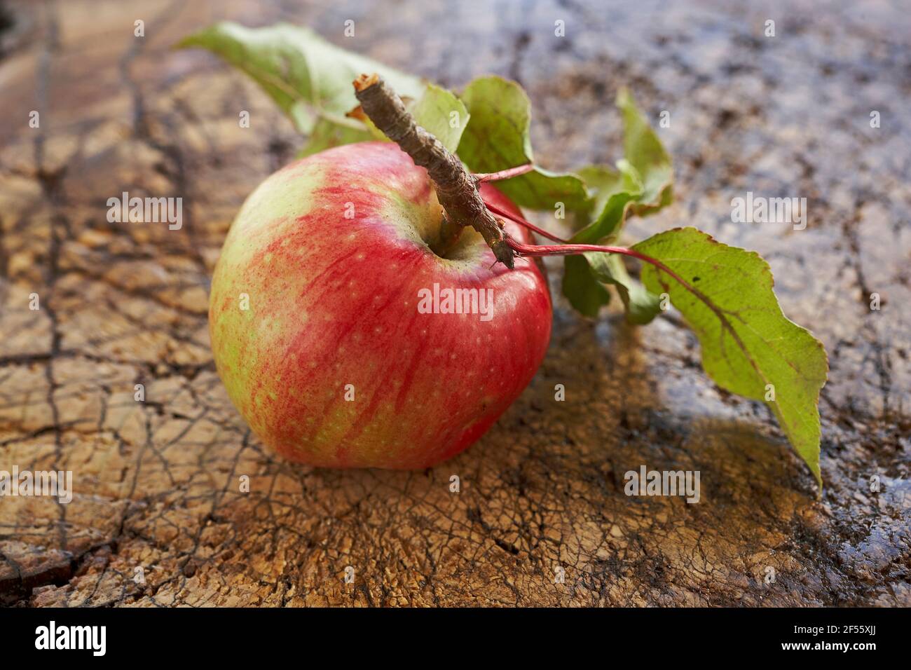 Red apple lying on hi-res stock photography and images - Alamy