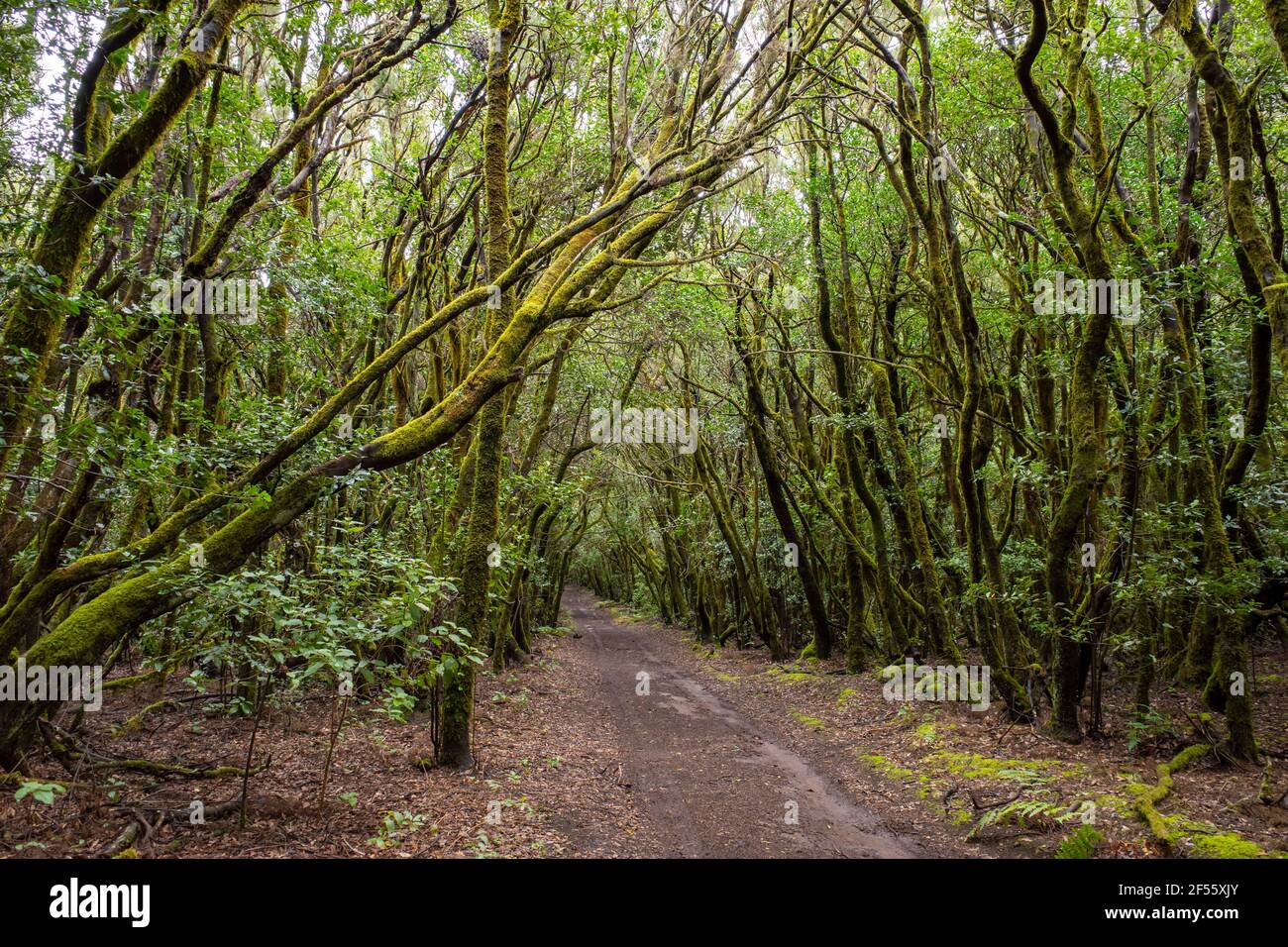 Garajonay national park hi-res stock photography and images - Alamy