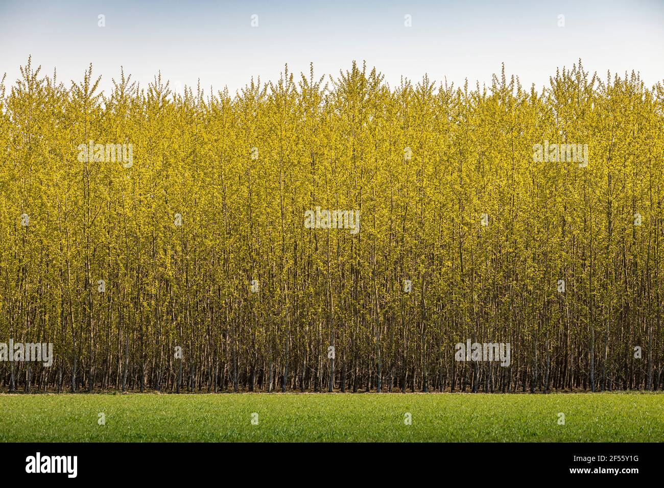 Beautiful tree hi-res stock photography and images - Alamy