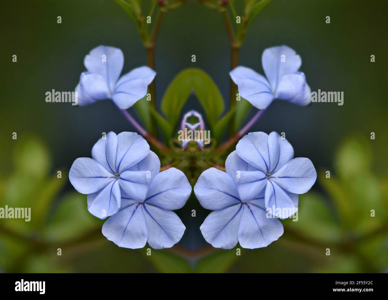Plumbago auriculata, a showy evergreen shrubby climber with clusters of ...