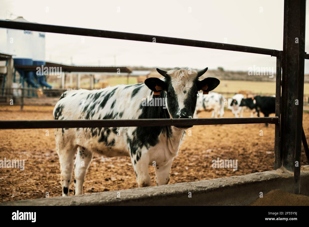 Cow looking through fence at ranch Stock Photo - Alamy