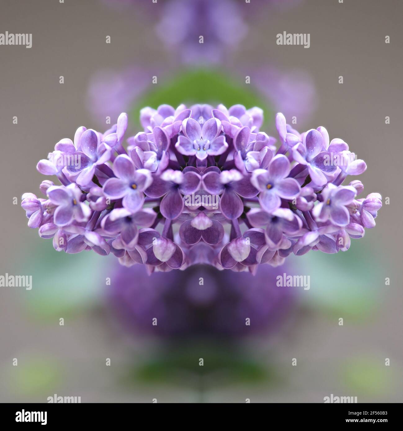 Deep lilac corolla hi-res stock photography and images - Alamy