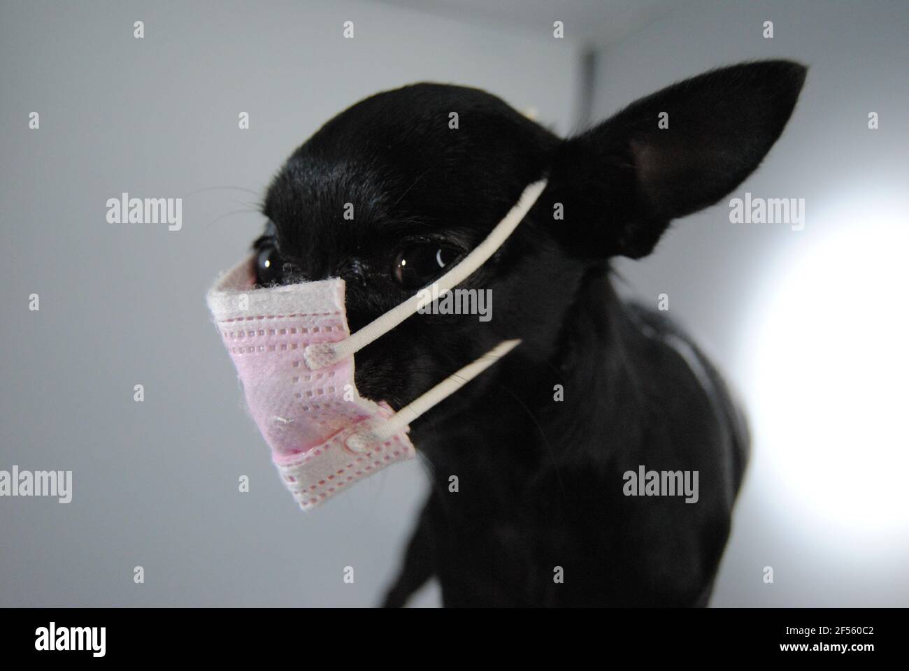 Adorable chihuahua dog wearing mask hi-res stock photography and images ...