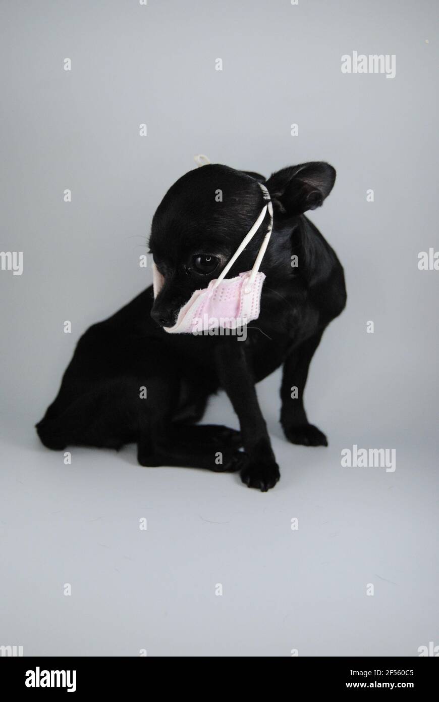 Adorable chihuahua dog wearing mask hi-res stock photography and images ...