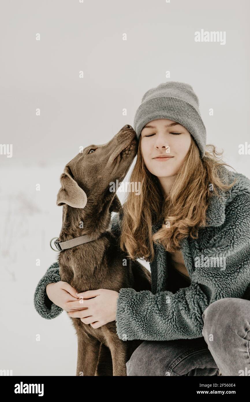 Portrait labrador retriever hi-res stock photography and images - Alamy