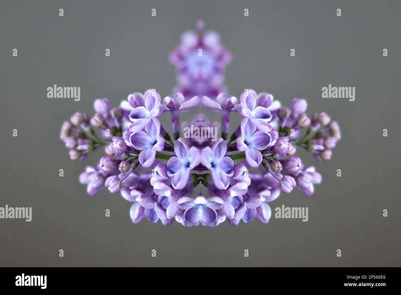 Deep lilac corolla hi-res stock photography and images - Alamy
