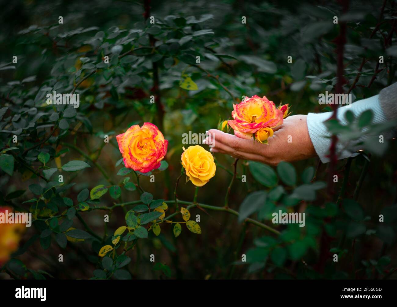 Love flower hi-res stock photography and images - Alamy