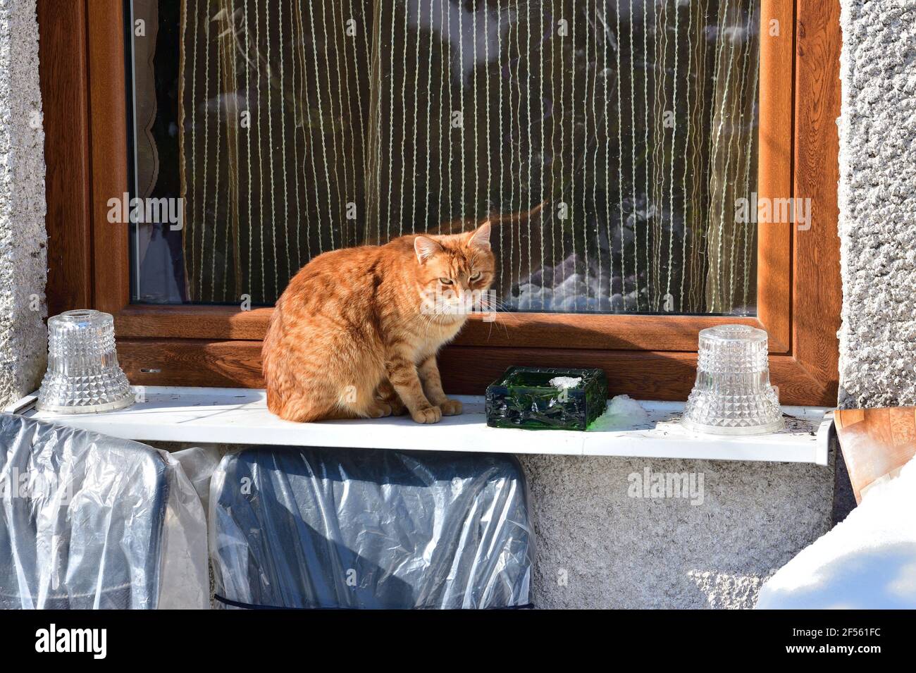 A domestic cat watches the surroundings sitting in front of a window in ...