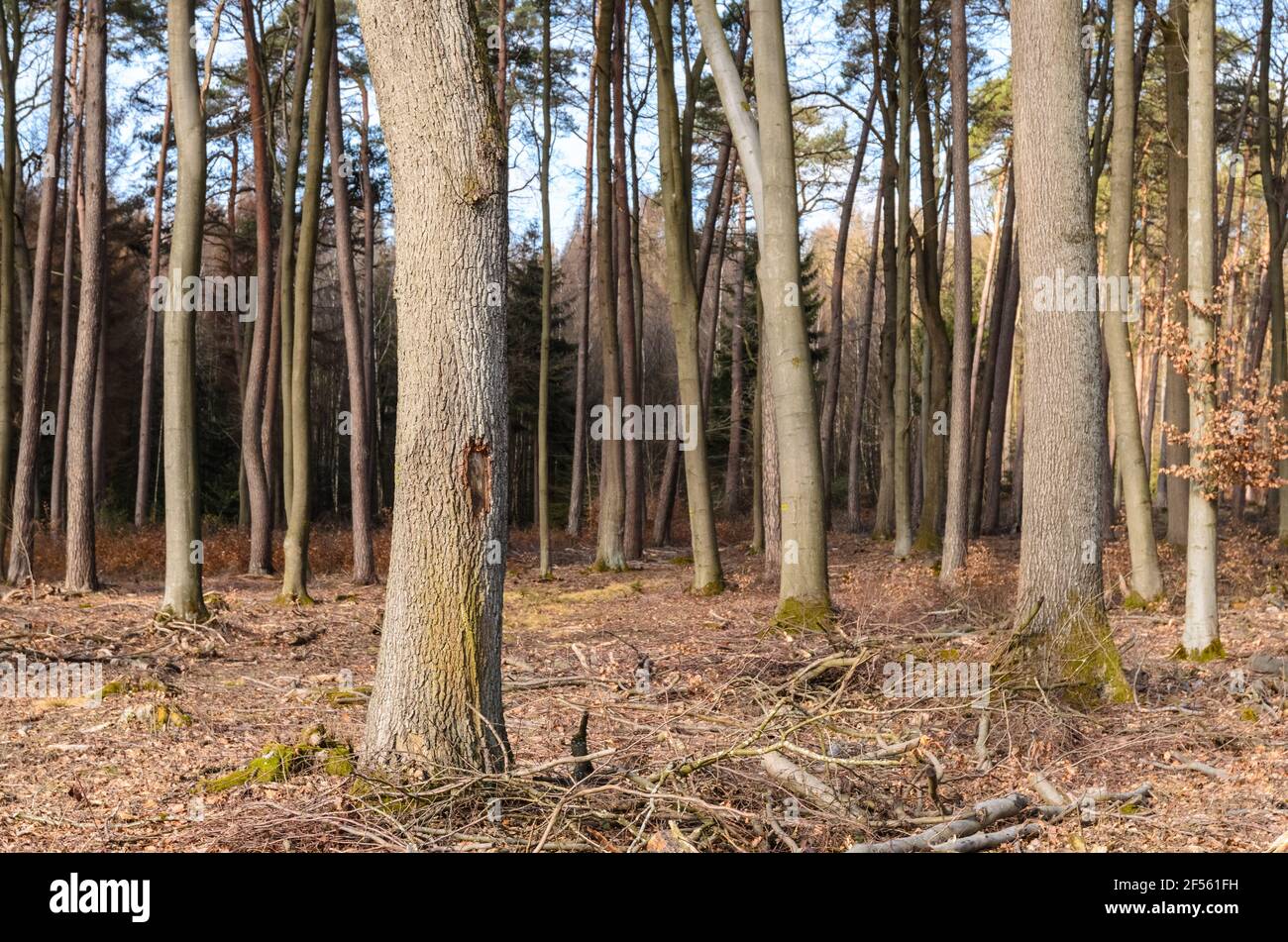 Forest scene and landscape in the rural countryside with trees and blue ...