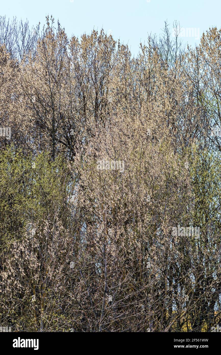 Spring budding trees in sunshine Stock Photo - Alamy