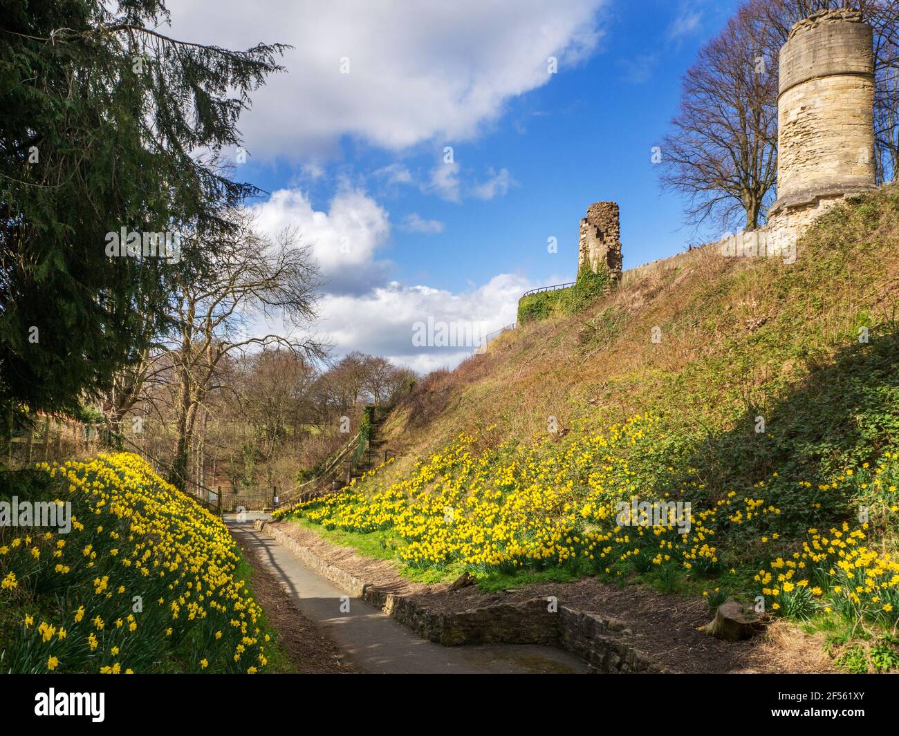 Daffodils flowering in the moat at Knaresborough Castle in spring ...