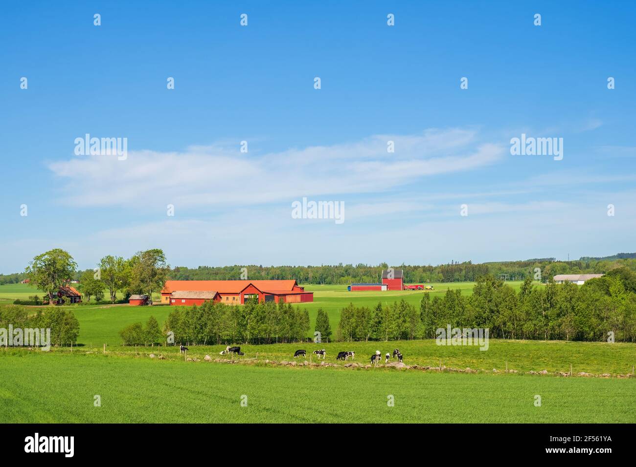 Rural view with cows and farms Stock Photo - Alamy